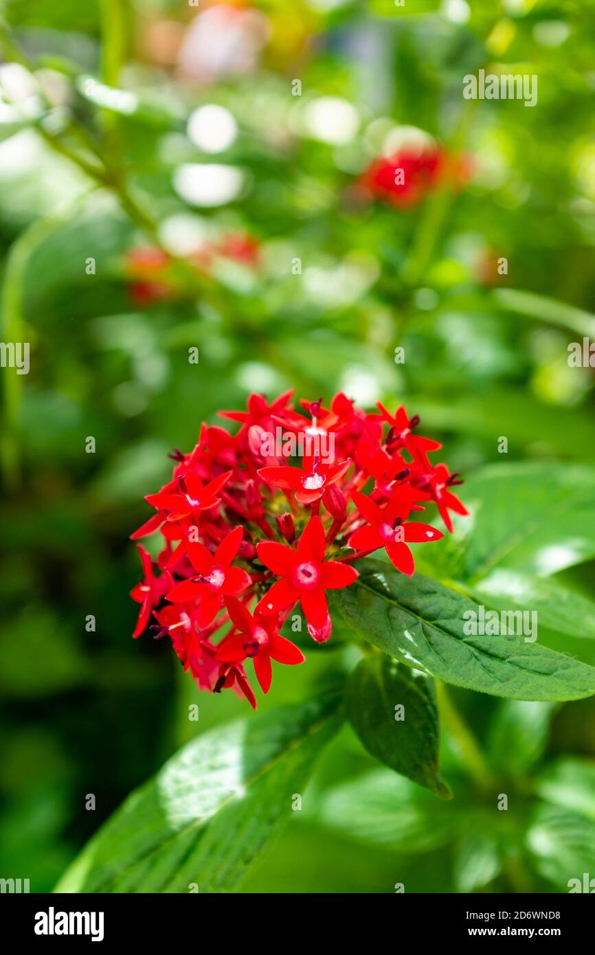 Bunch of Small Red Flowers Plant Stock Photo - Alamy