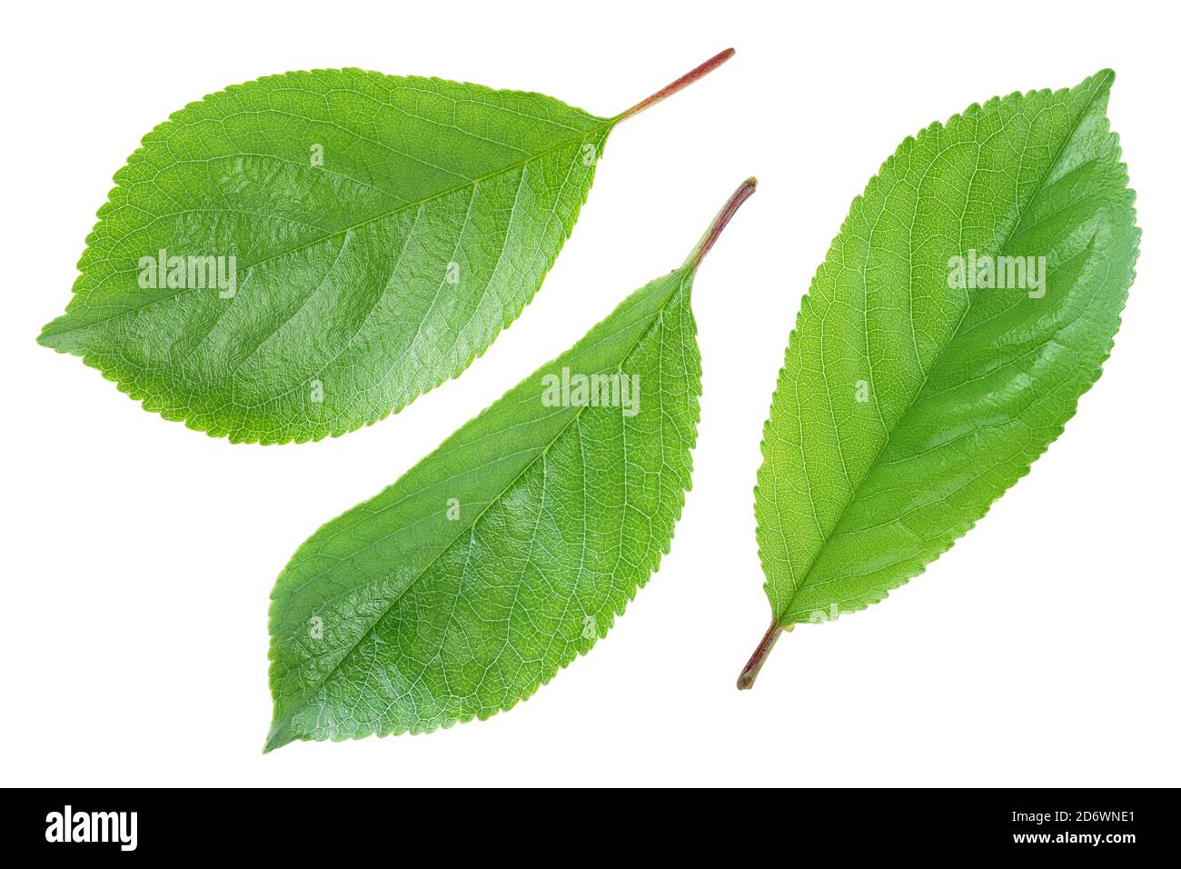 cherry leaf isolated on a white background with clipping path and full ...