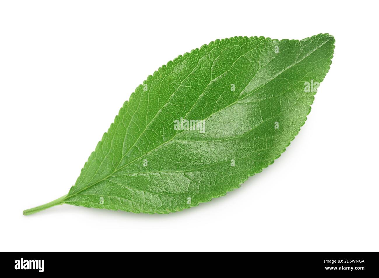 plum leaf isolated on a white background with clipping path and full ...
