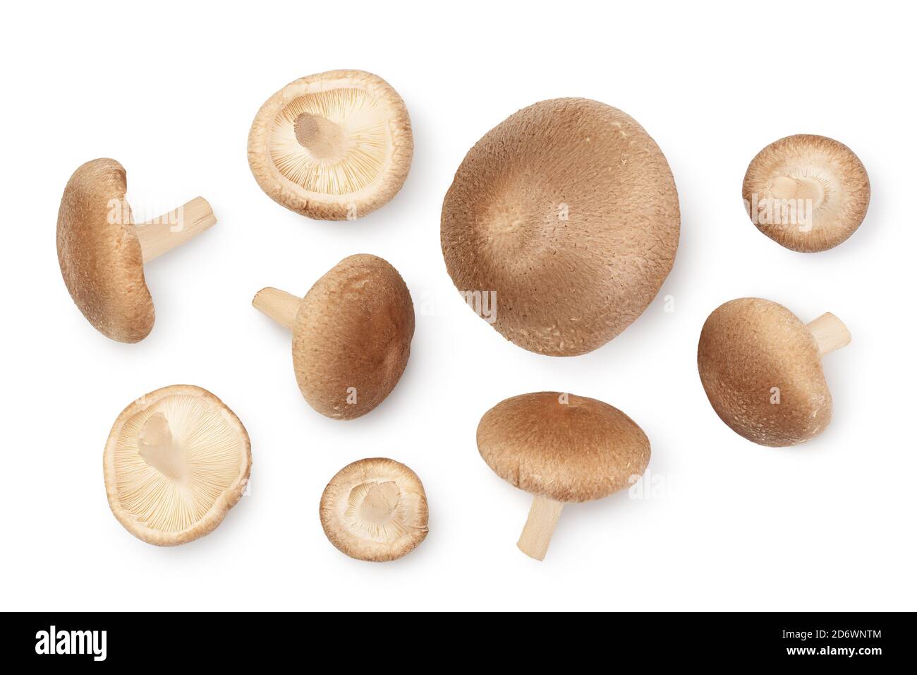 Fresh Shiitake mushroom isolated on white background with clipping path ...