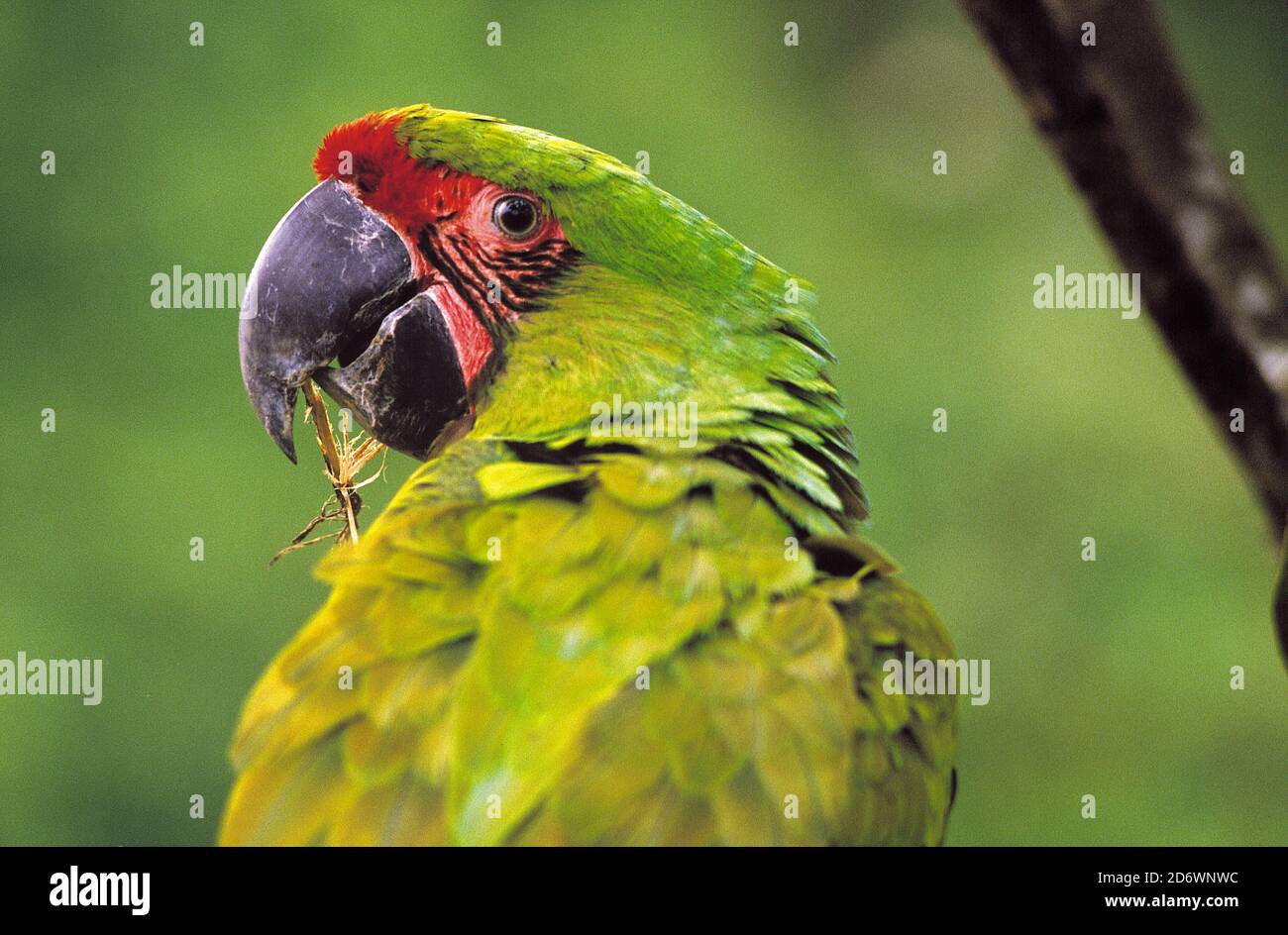 Great green, or Buffon's, Macaw (Ara ambiguus), Esmeraldas Stock Photo ...