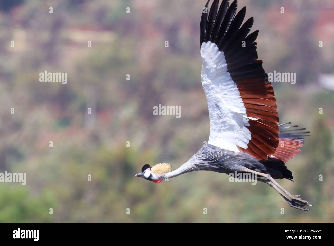 Crane in natural habitat hi-res stock photography and images - Alamy