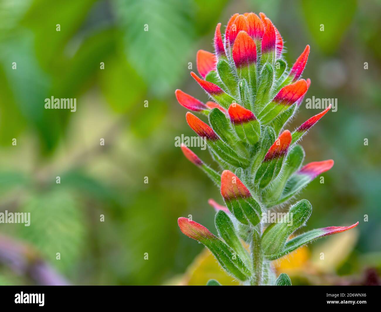 Macrophotography from the side of a scarlet Indian paintbrush wild ...