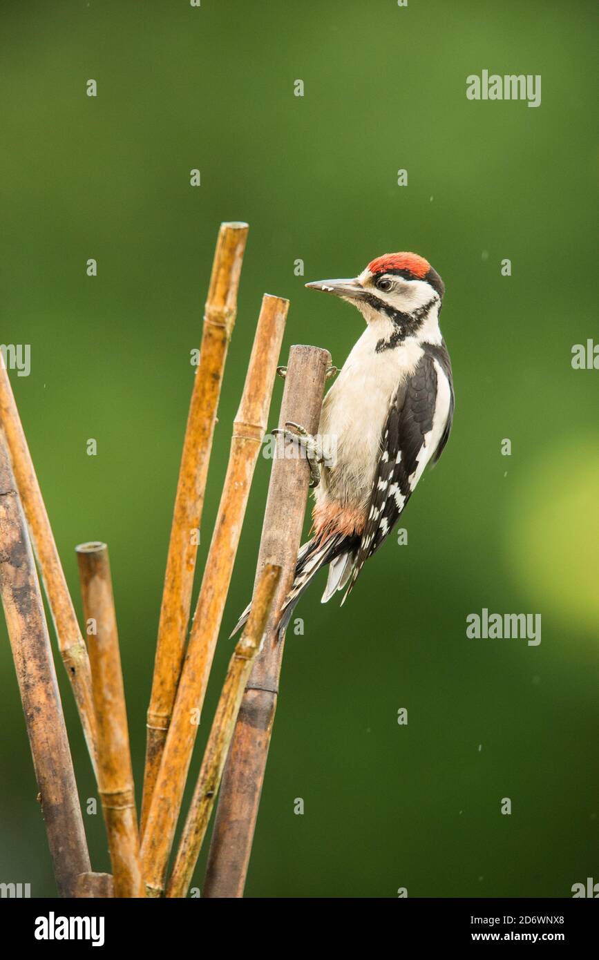 Great spotted woodpecker fledgling hi-res stock photography and images ...