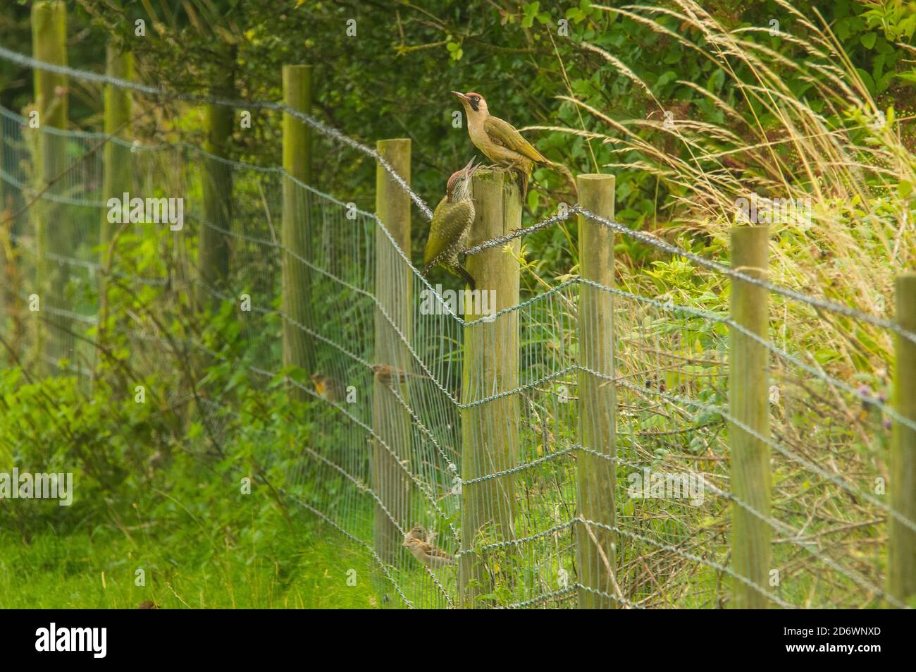 Mother green woodpecker feeding young fledgling, perched on fence, UK ...
