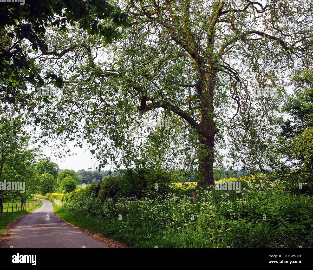 Oriental plane trees hi-res stock photography and images - Alamy