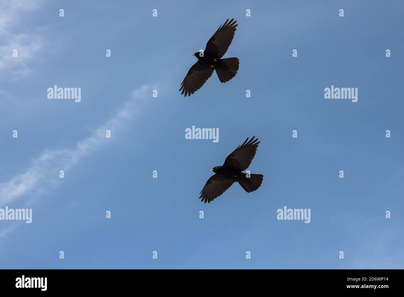 Pair of Alpine chough flying over Picos de Europa mountains, Spain ...
