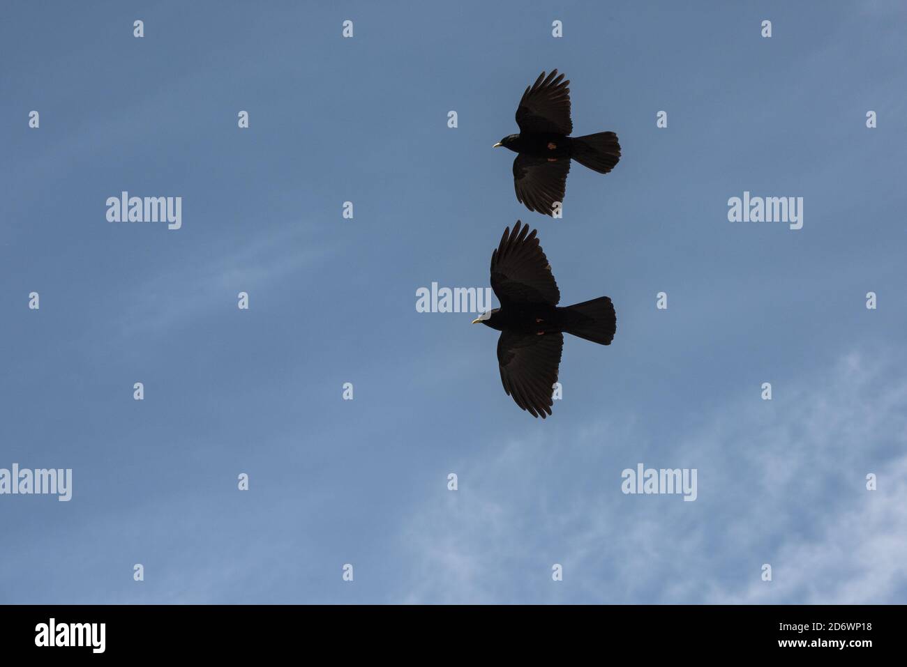 Pair of Alpine chough flying over Picos de Europa mountains, Spain ...