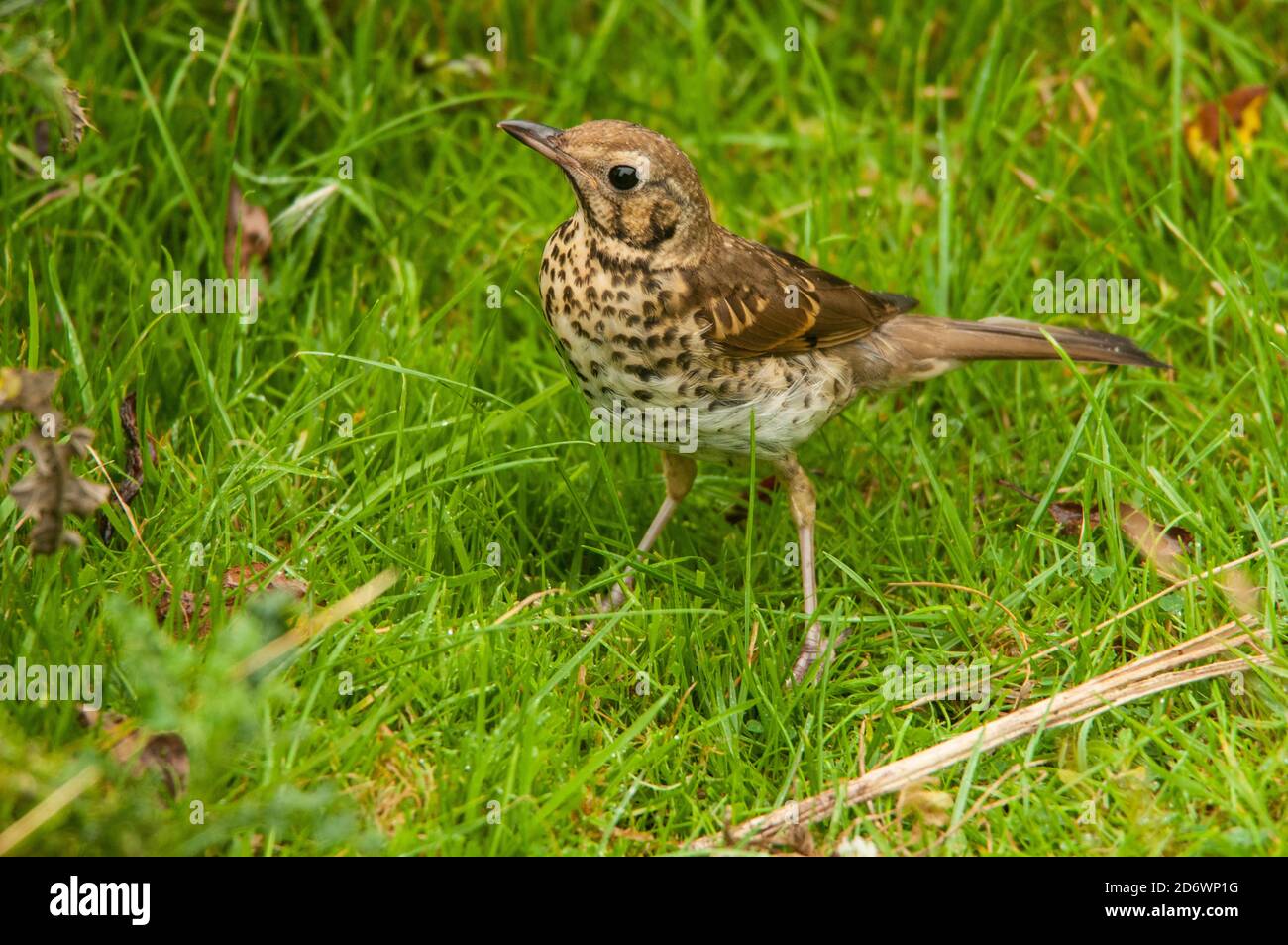 Song thrush portrait Stock Photo - Alamy