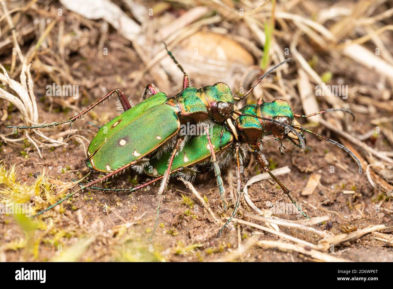 Green tiger beetles mating, Wales, UK Stock Photo - Alamy