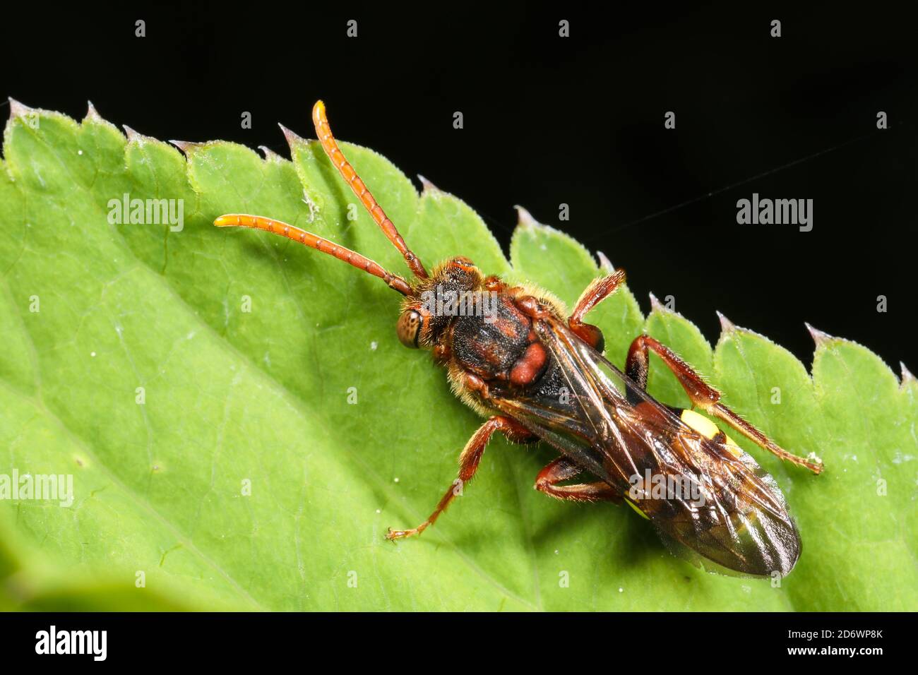 Resting bee hi-res stock photography and images - Alamy