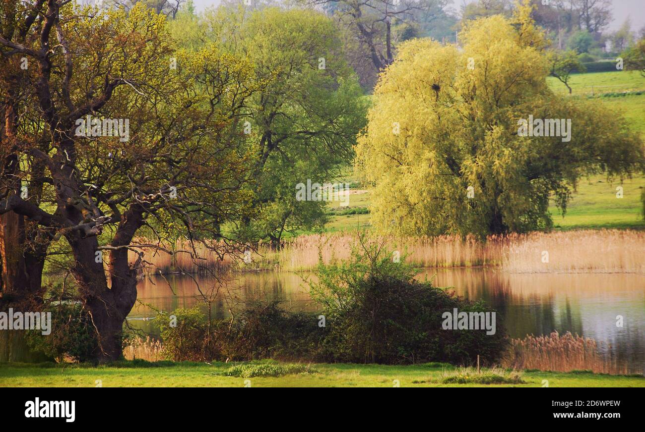 A weeping willow on the lake in Redgrave Park Stock Photo - Alamy