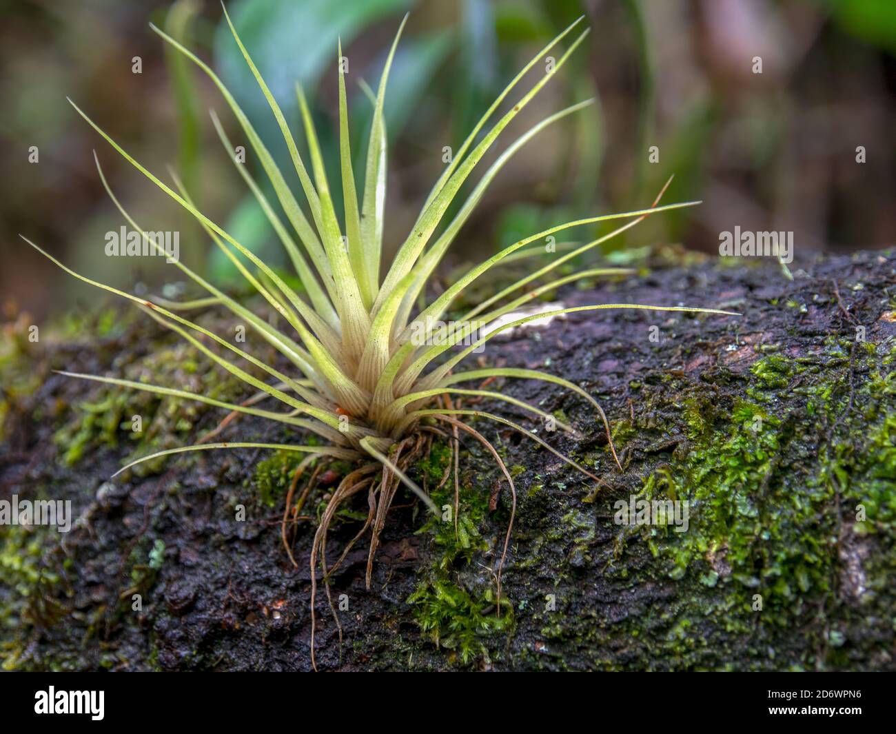 Close-up photography of a tillandsia plant attached to a tree trunk in ...