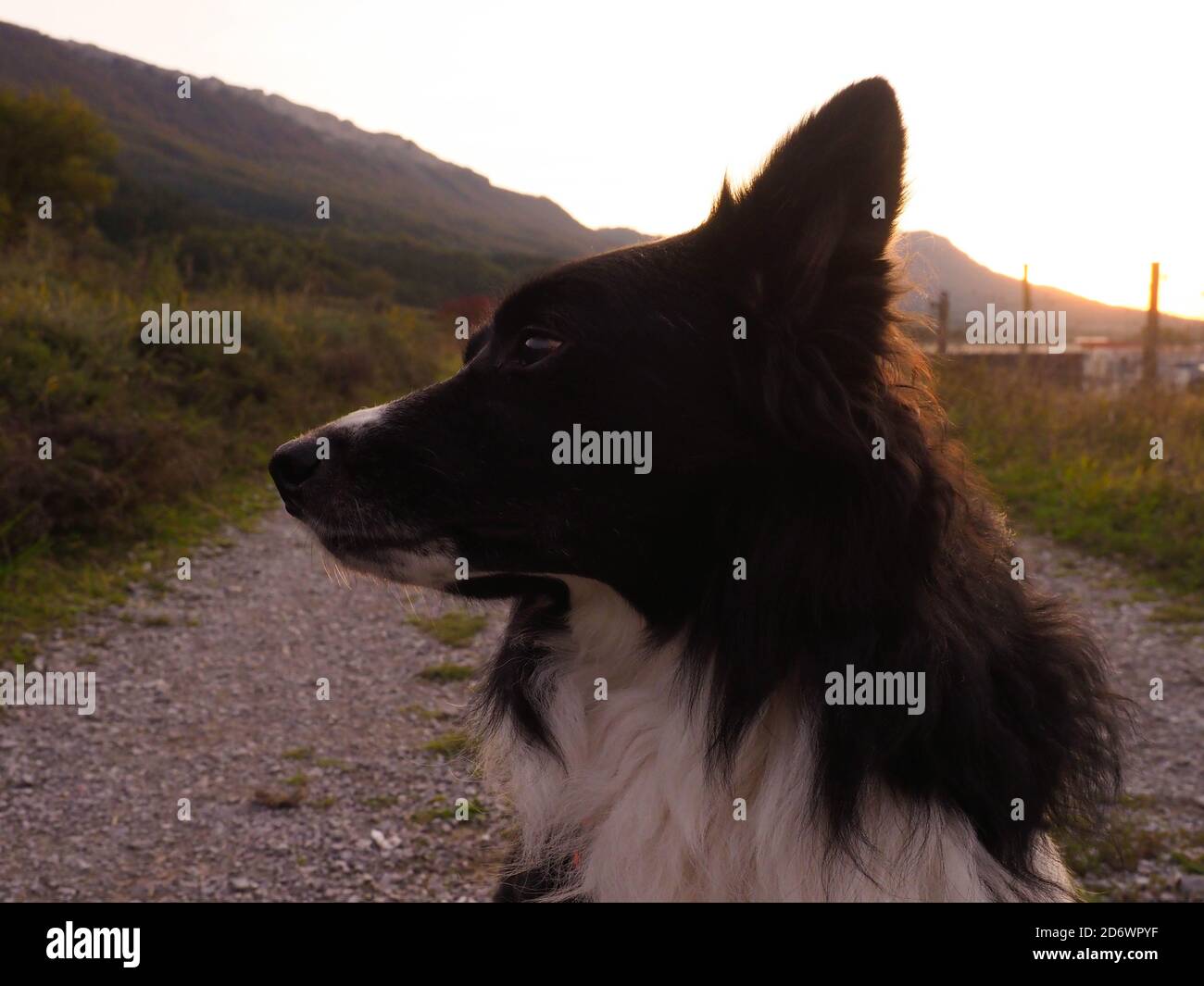 portrait of a border collie with a sunset Stock Photo - Alamy