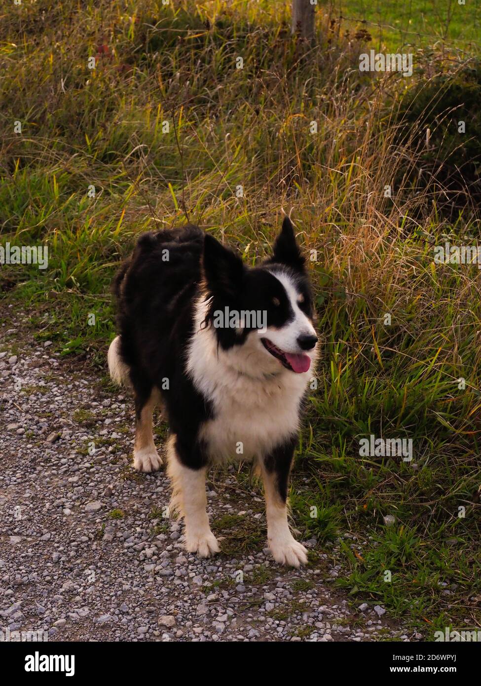 Portrait of a border collie hi-res stock photography and images - Alamy
