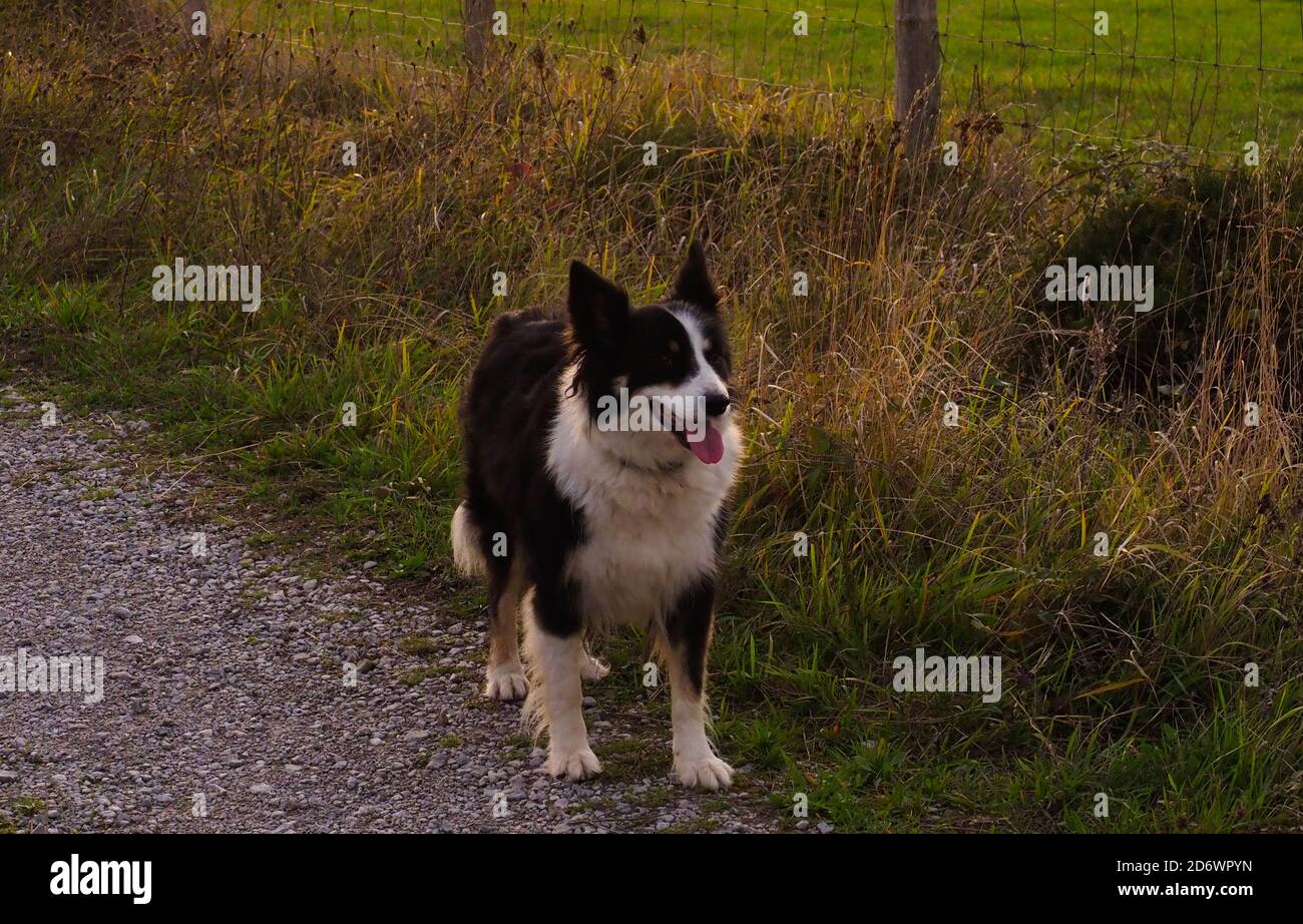 portrait of a border collie with a sunset Stock Photo - Alamy