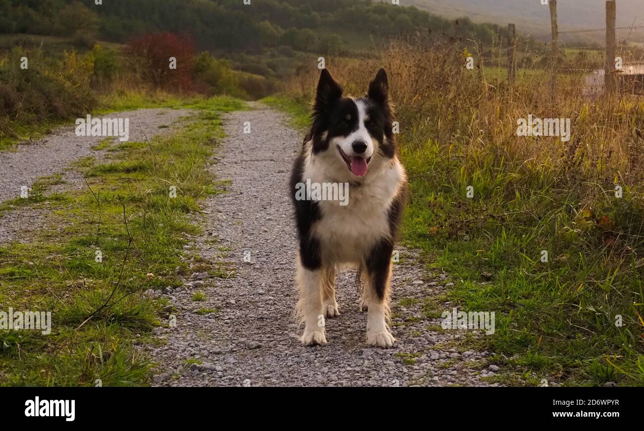 portrait of a border collie with a sunset Stock Photo - Alamy