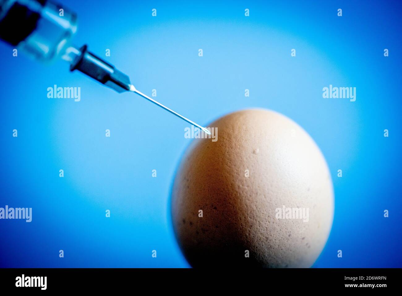 Genetically modified egg, conceptual image. Image of a syringe ...