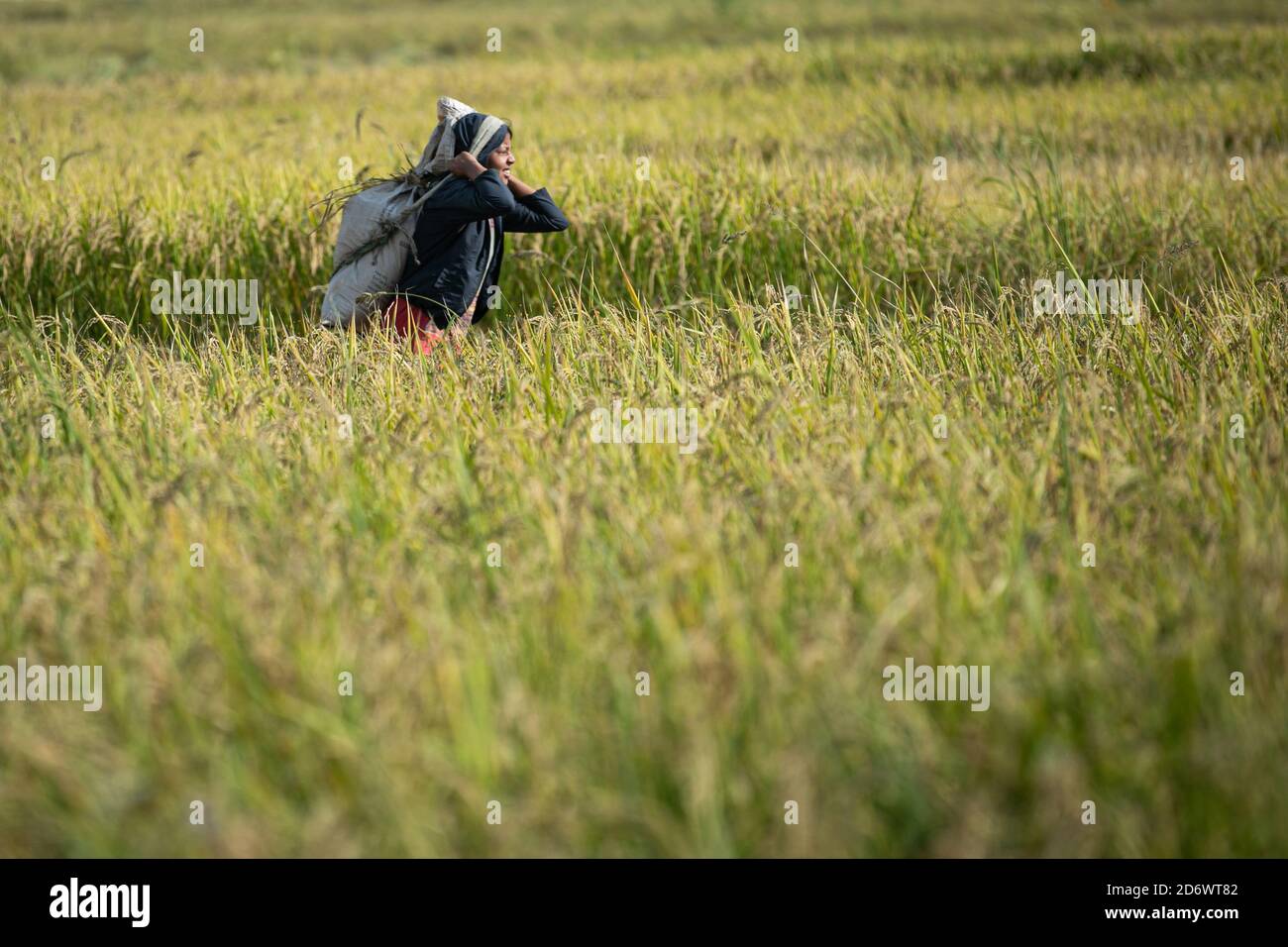 A Nepalese farmer harvests rice crops at the paddy field.A landlocked ...