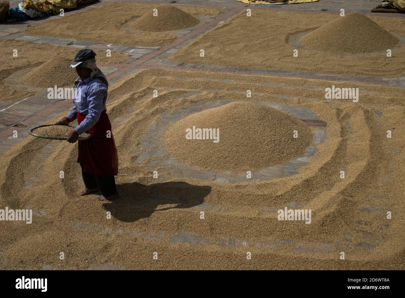 A woman is seen winnowing rice seeds during the harvesting season.A ...