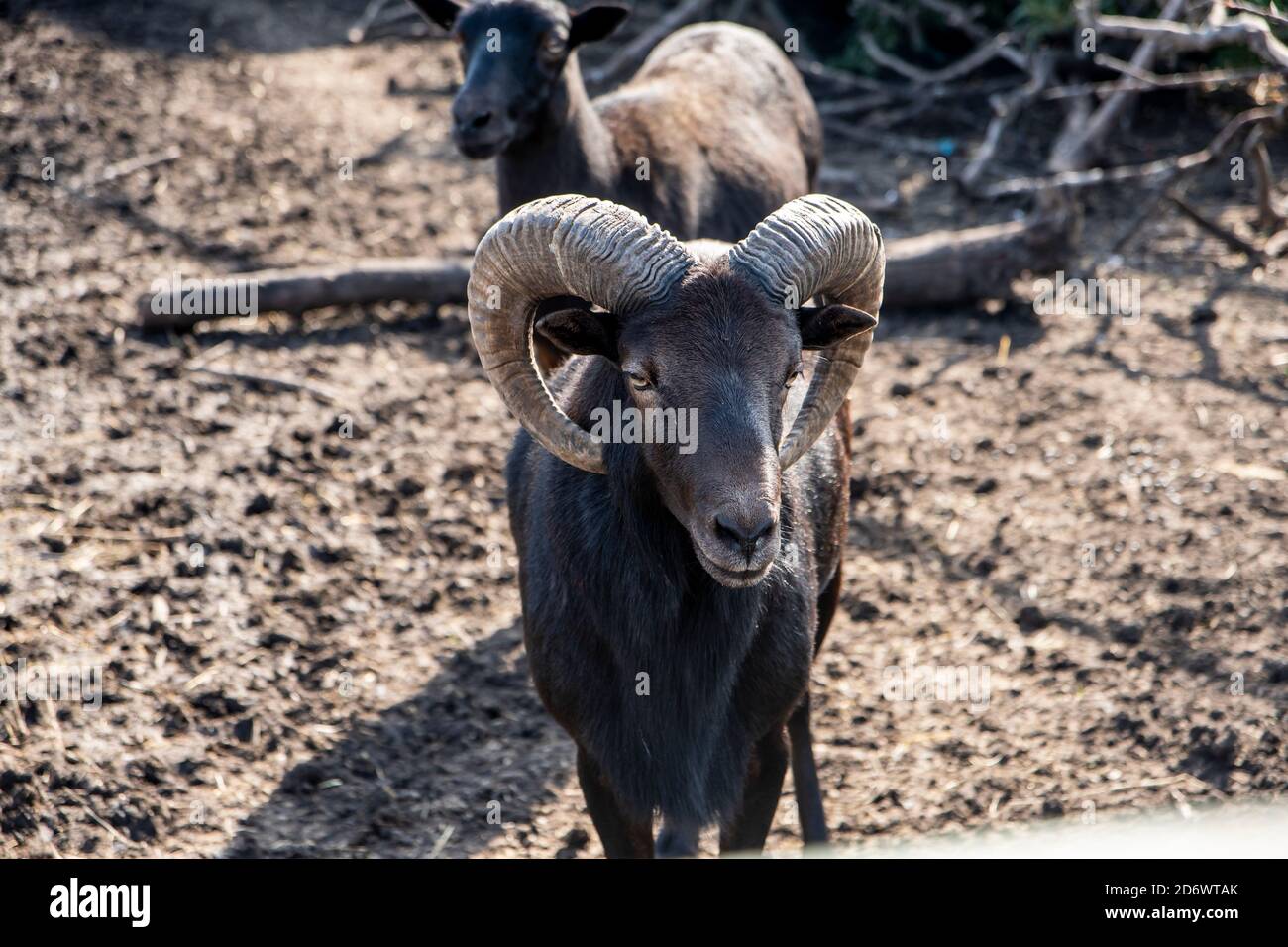 Argali sheep hi-res stock photography and images - Alamy