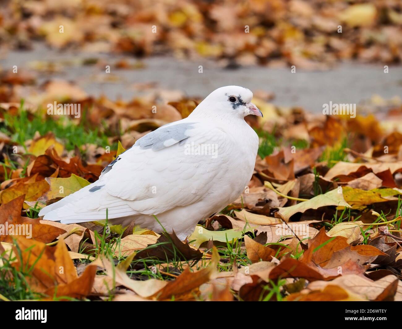 White dove sitting among autumn leaves Stock Photo - Alamy