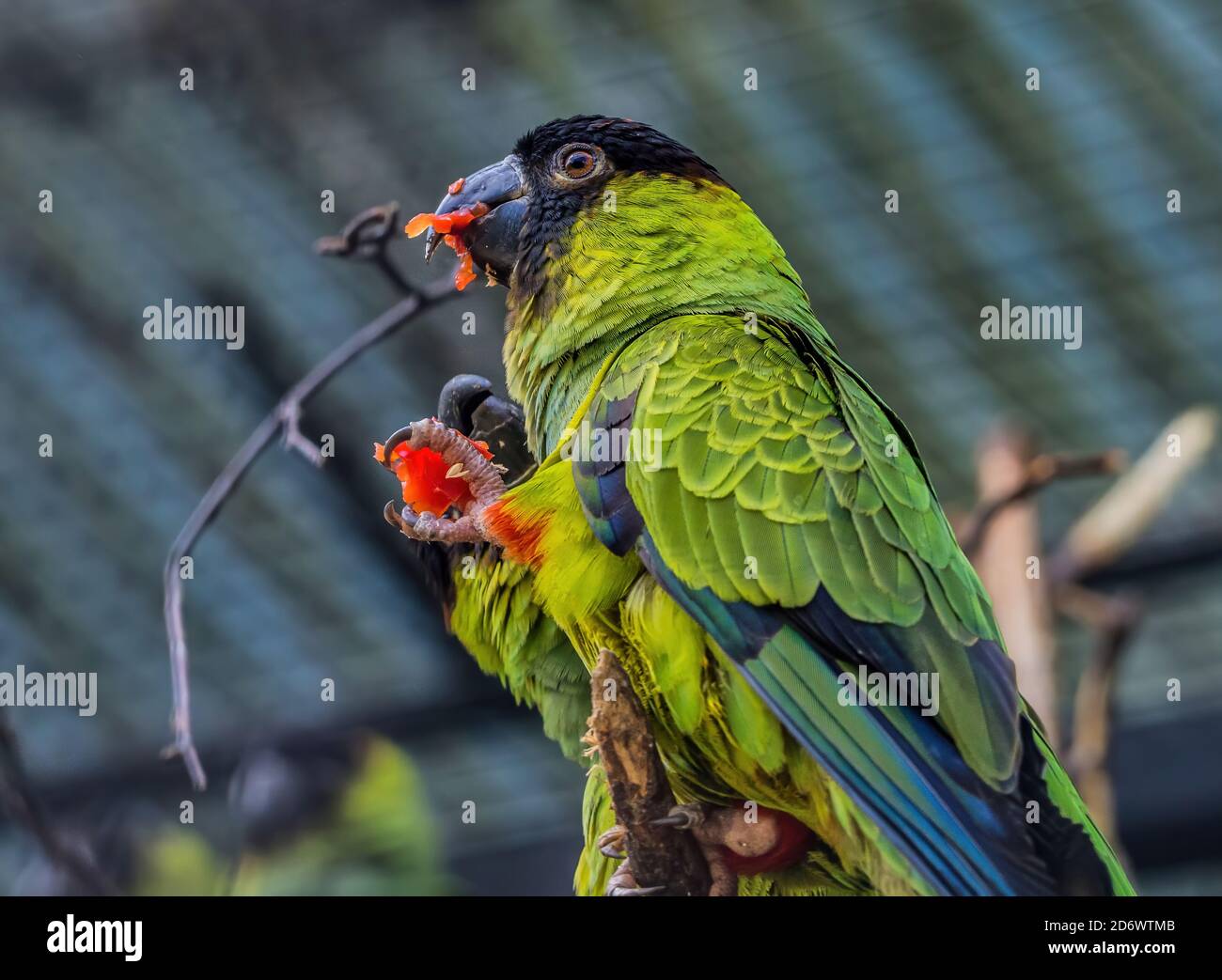 Colorful parrot eating fruit Stock Photo - Alamy