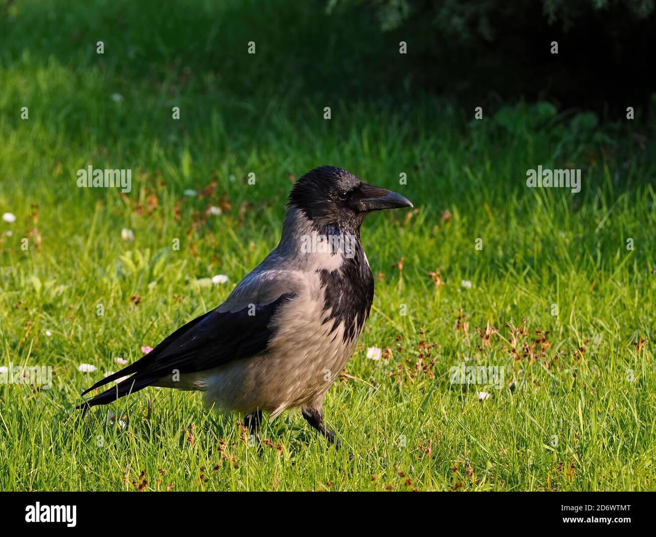 A black and gray rook walking on the grass Stock Photo - Alamy