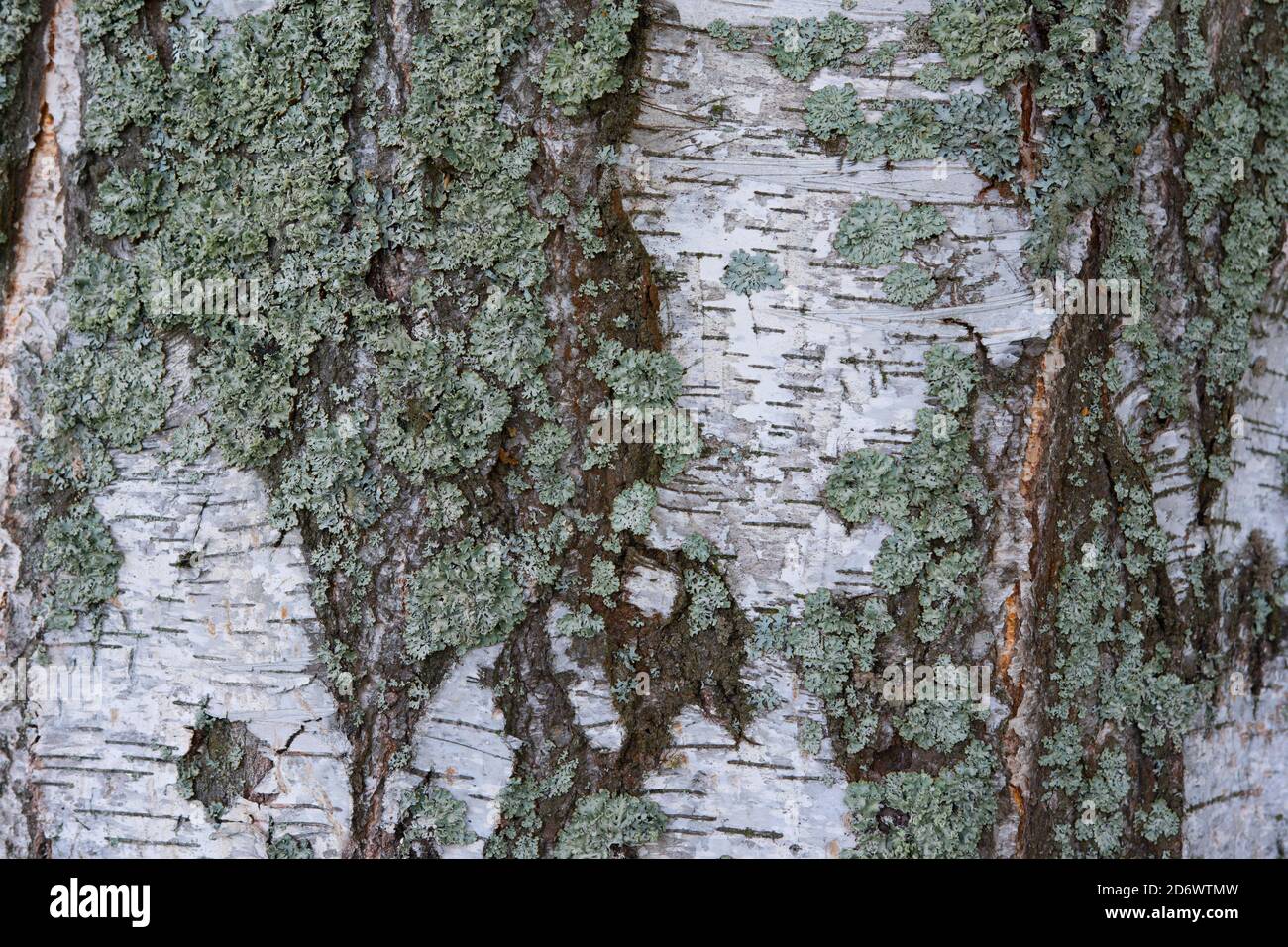 Birch tree bark texture at close range Stock Photo - Alamy