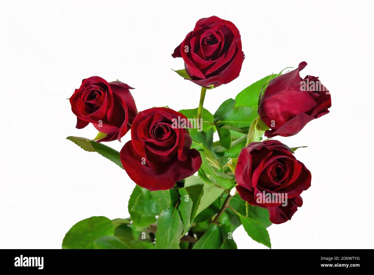 Bouquet of five red roses isolate on a white background. Roses bouquet ...