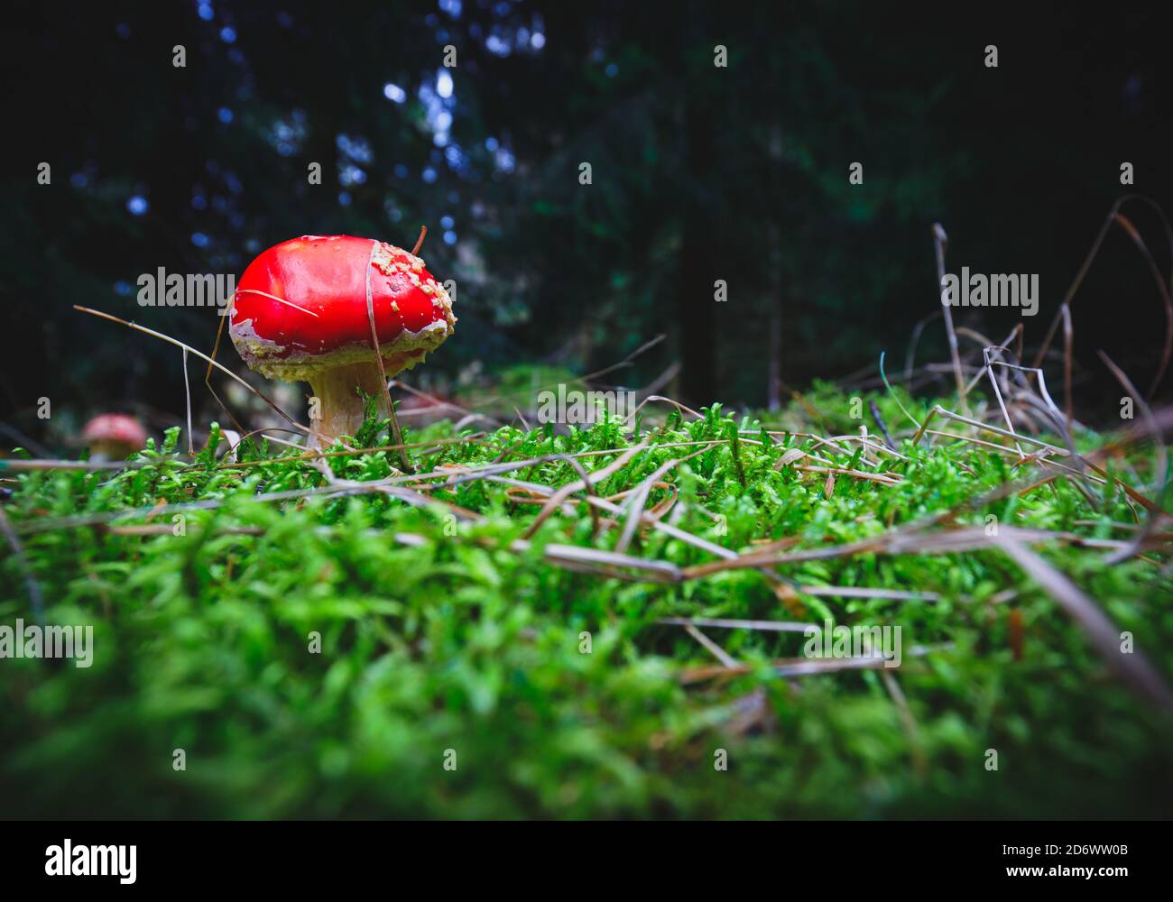 Toadstool near the tree hi-res stock photography and images - Alamy