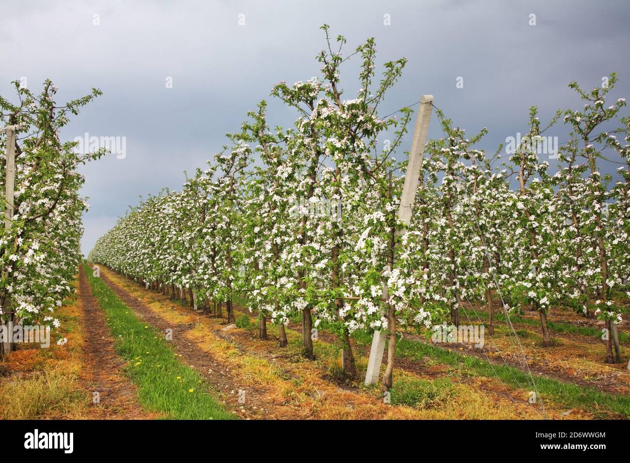 Poland apple tree plantation hi-res stock photography and images - Alamy