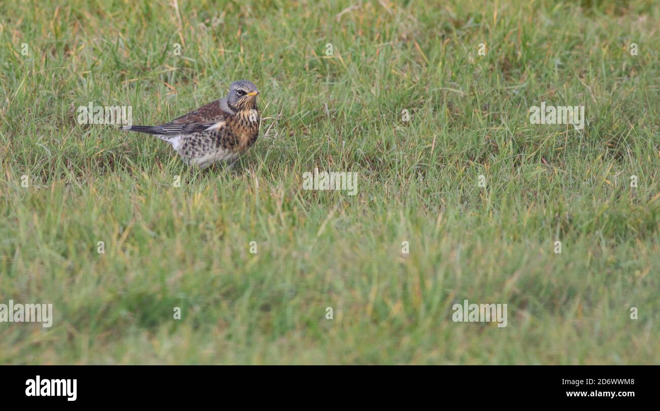 Fieldfare feeding in the fields at Kilnsea after arriving from ...