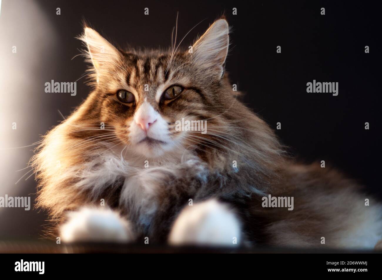 portrait of a beautiful Norwegian forest cat Stock Photo - Alamy