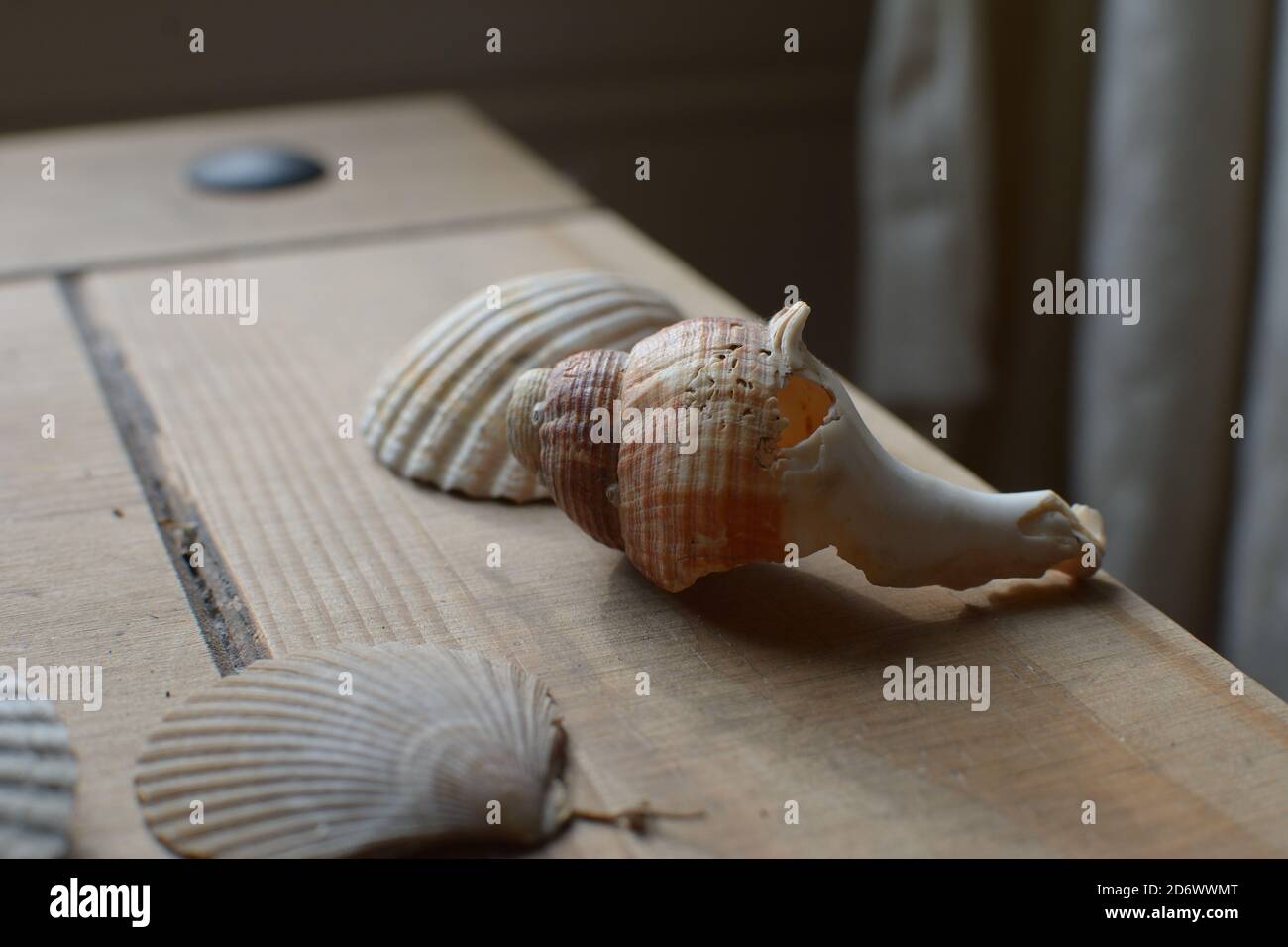 Collection of shells room hi-res stock photography and images - Alamy