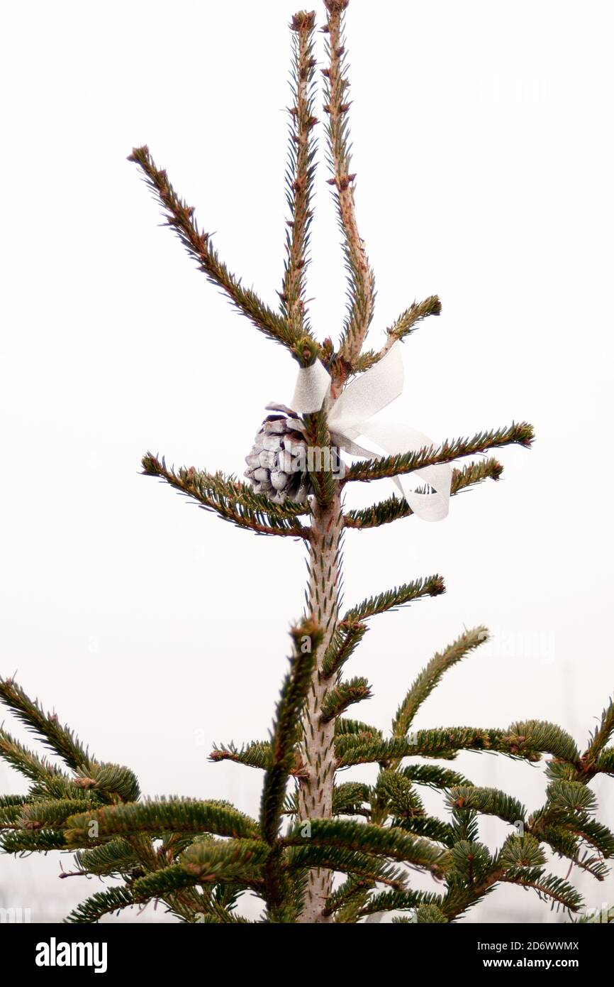 Tree outside decorations hi-res stock photography and images - Alamy