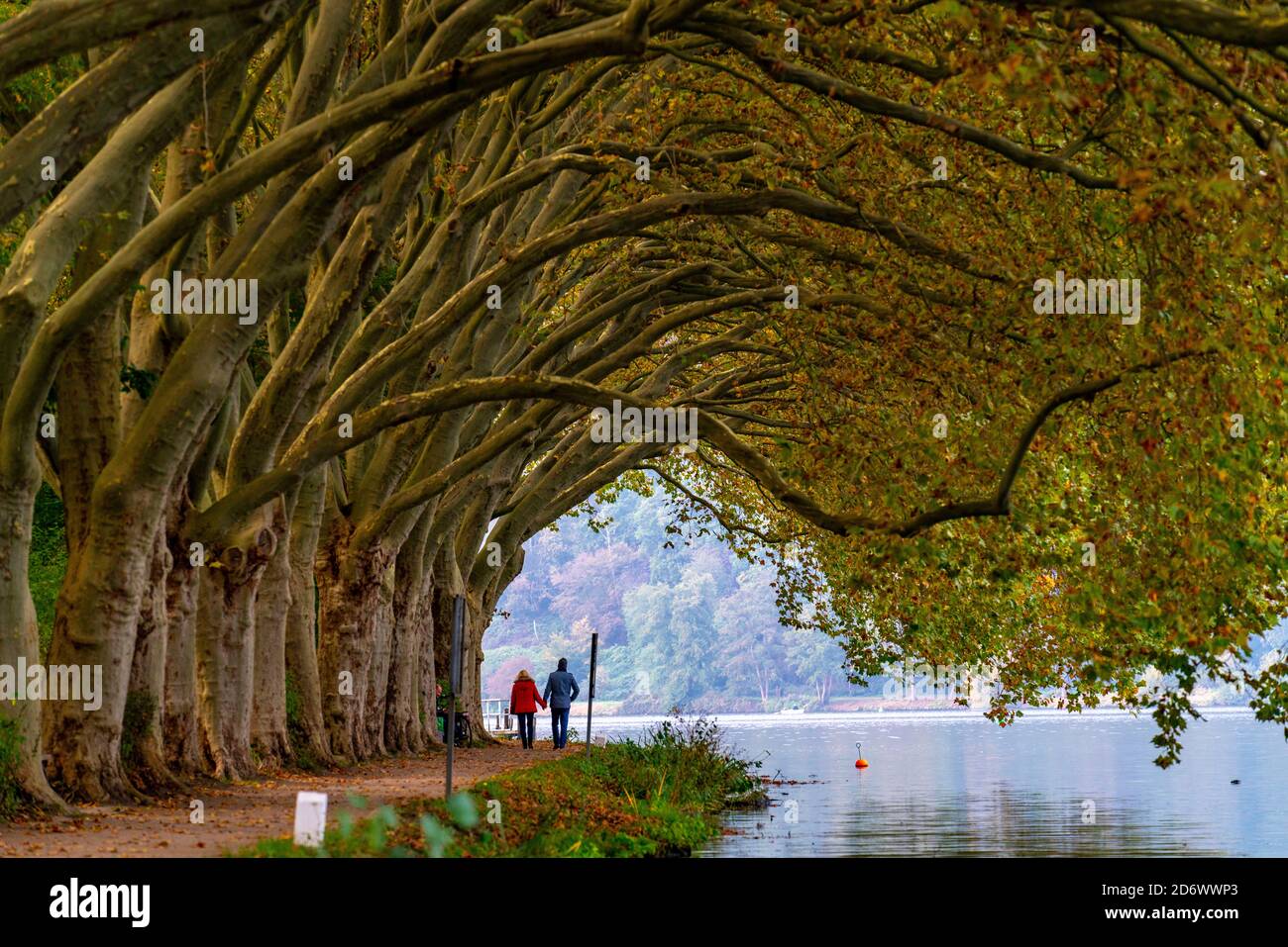 Plane tree Avenue, walking path along the shore of lake Baldeney, a ...