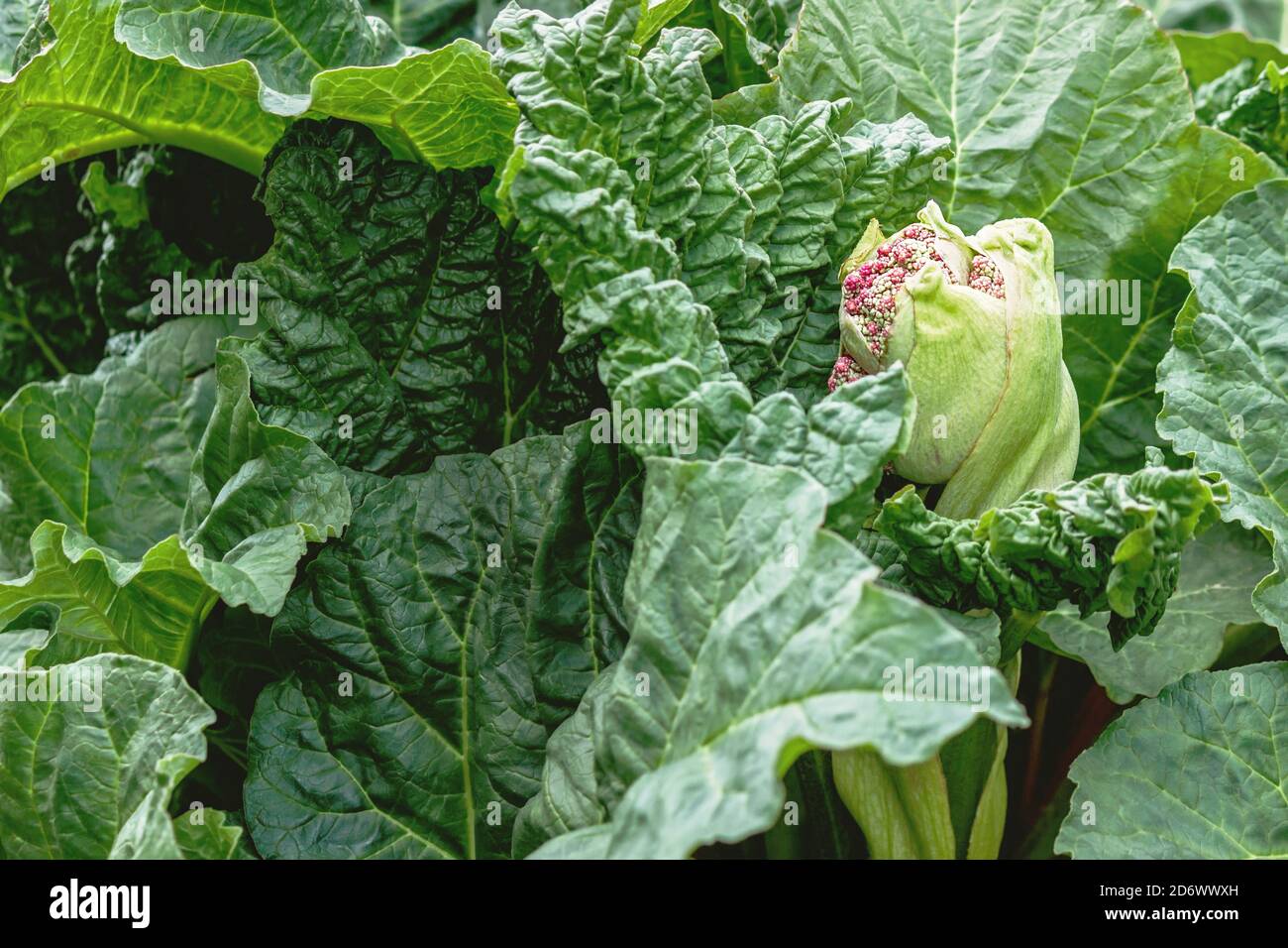 green rhubarb plant with flower bud in garden Stock Photo - Alamy