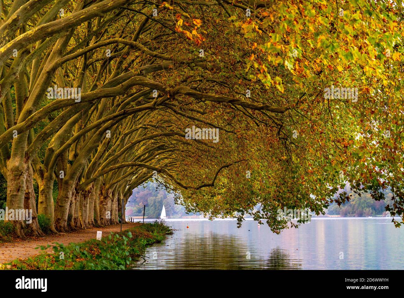 Plane tree Avenue, walking path along the shore of lake Baldeney, a ...