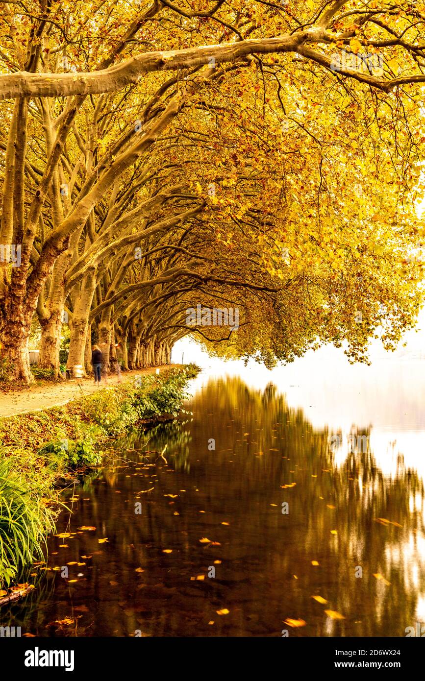 Platanen Allee, Weg am Baldeneysee, bei Haus Scheppen, in Essen, Herbst ...