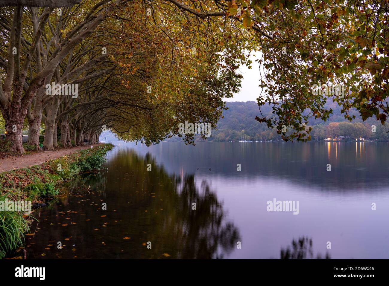 Plane tree Avenue, walking path along the shore of lake Baldeney, a ...