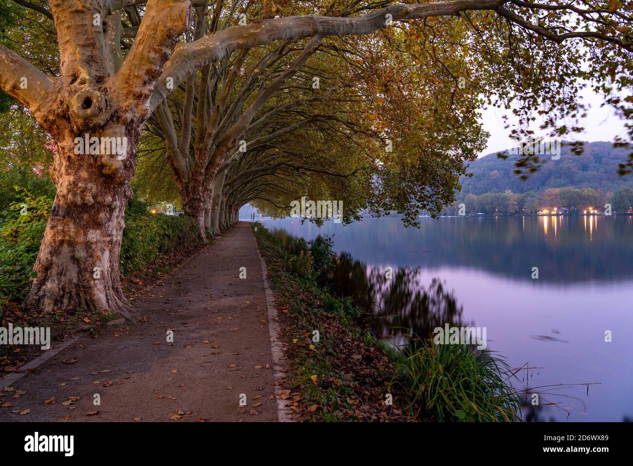 Plane tree Avenue, walking path along the shore of lake Baldeney, a ...