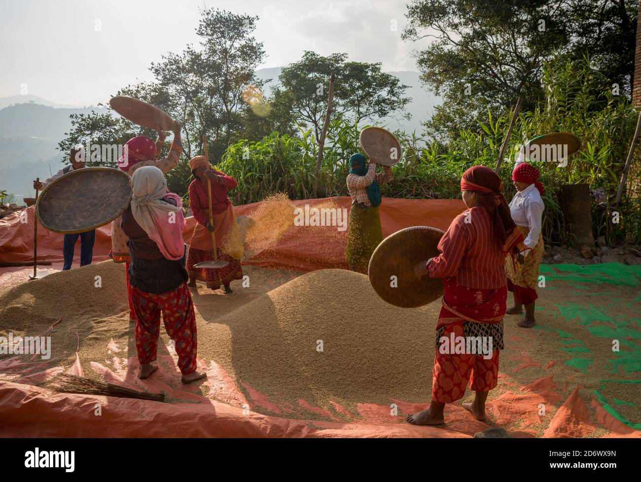 Farmers use traditional threshing method of sorting rice seeds in a ...