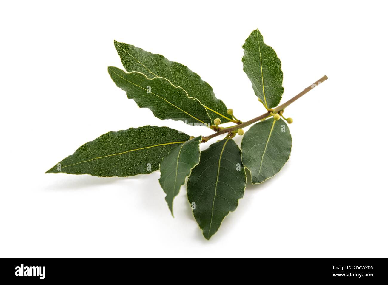 Laurel branch with buds and leaves isolated on white background Stock ...