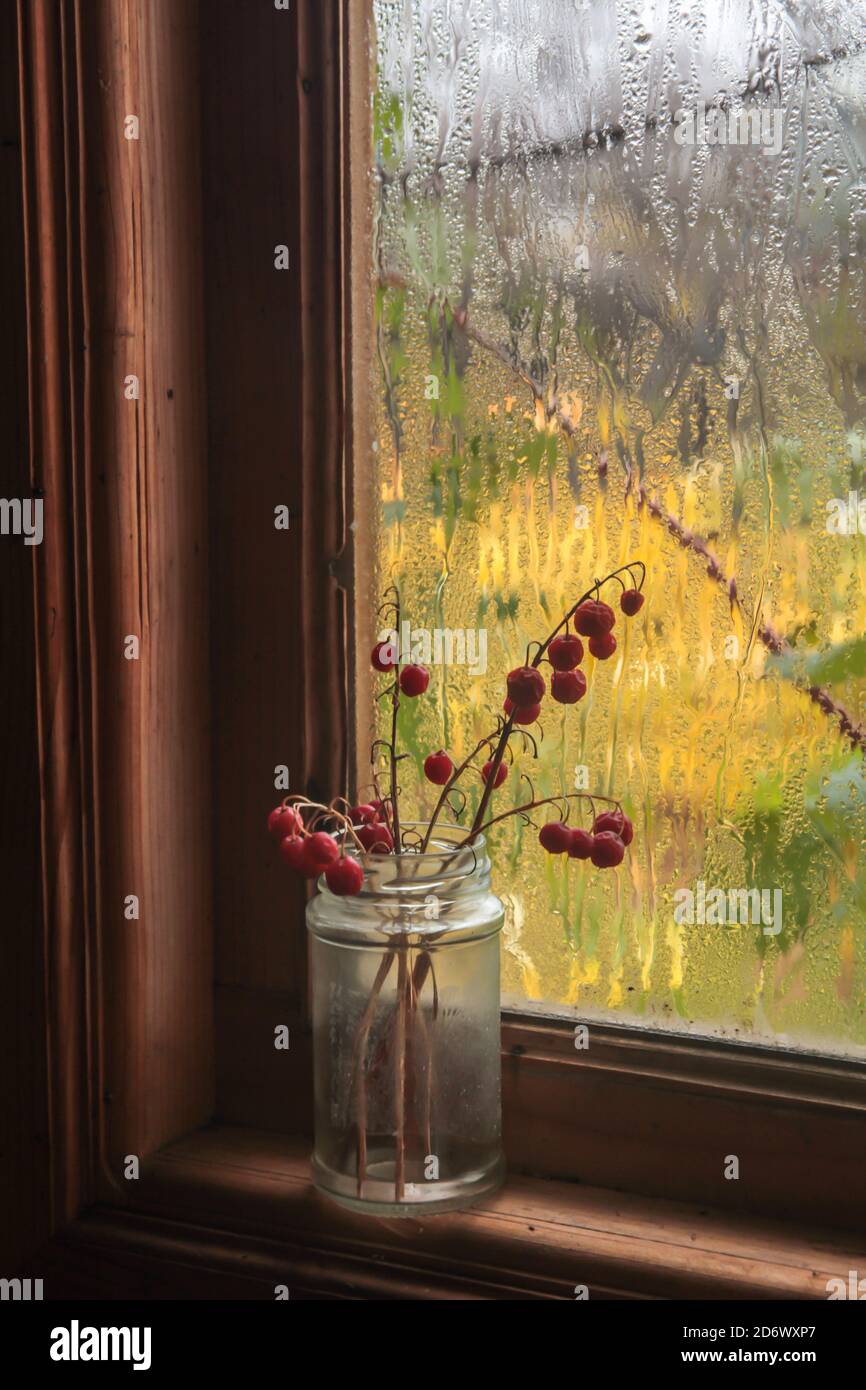 Lily of the valley fruits by a sweaty window overlooking the autumn ...
