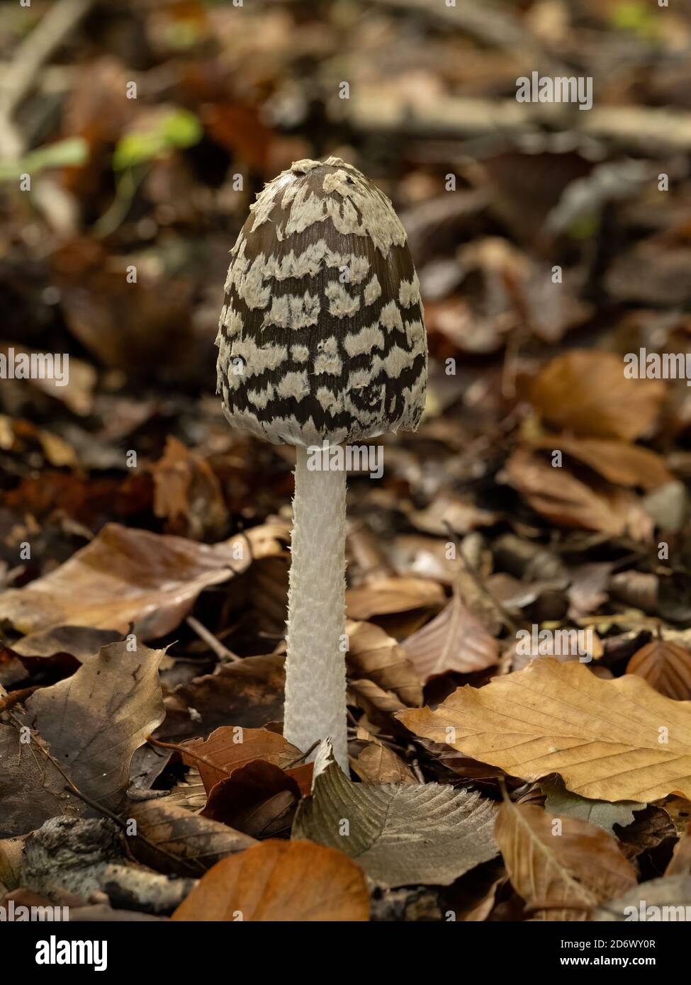 Coprinus picaceus hi-res stock photography and images - Alamy