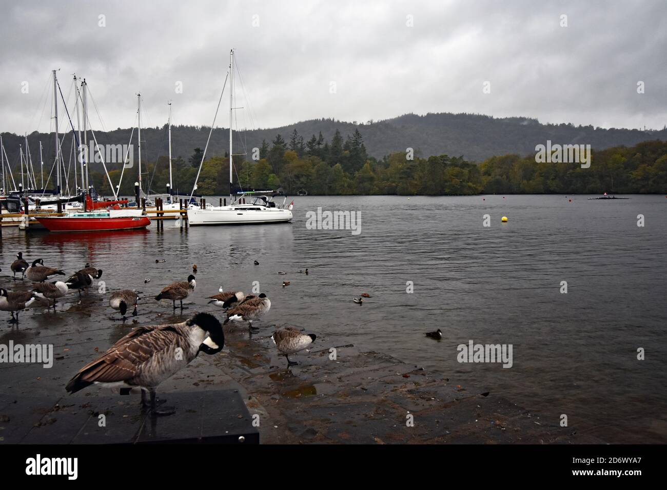 Bowness Bay in Lake Windermere looking towards Belle Isle on a rainy ...