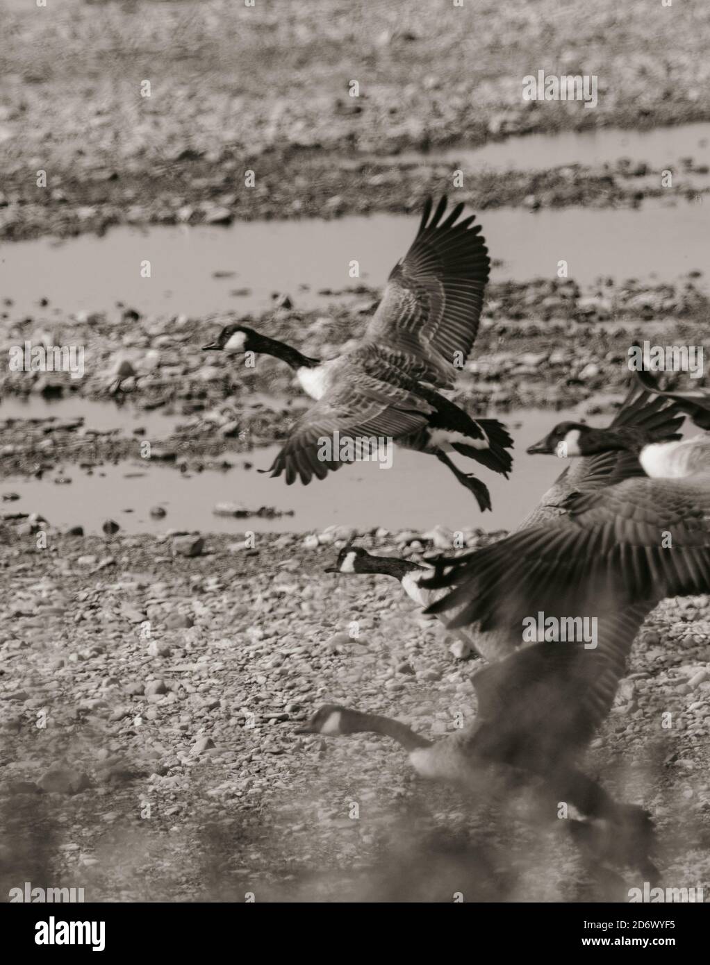 Hunting wild geese ducks snow geese goose hunt Stock Photo - Alamy