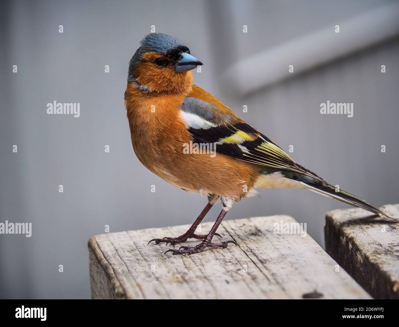 Colorful bird standing on the bench Stock Photo - Alamy