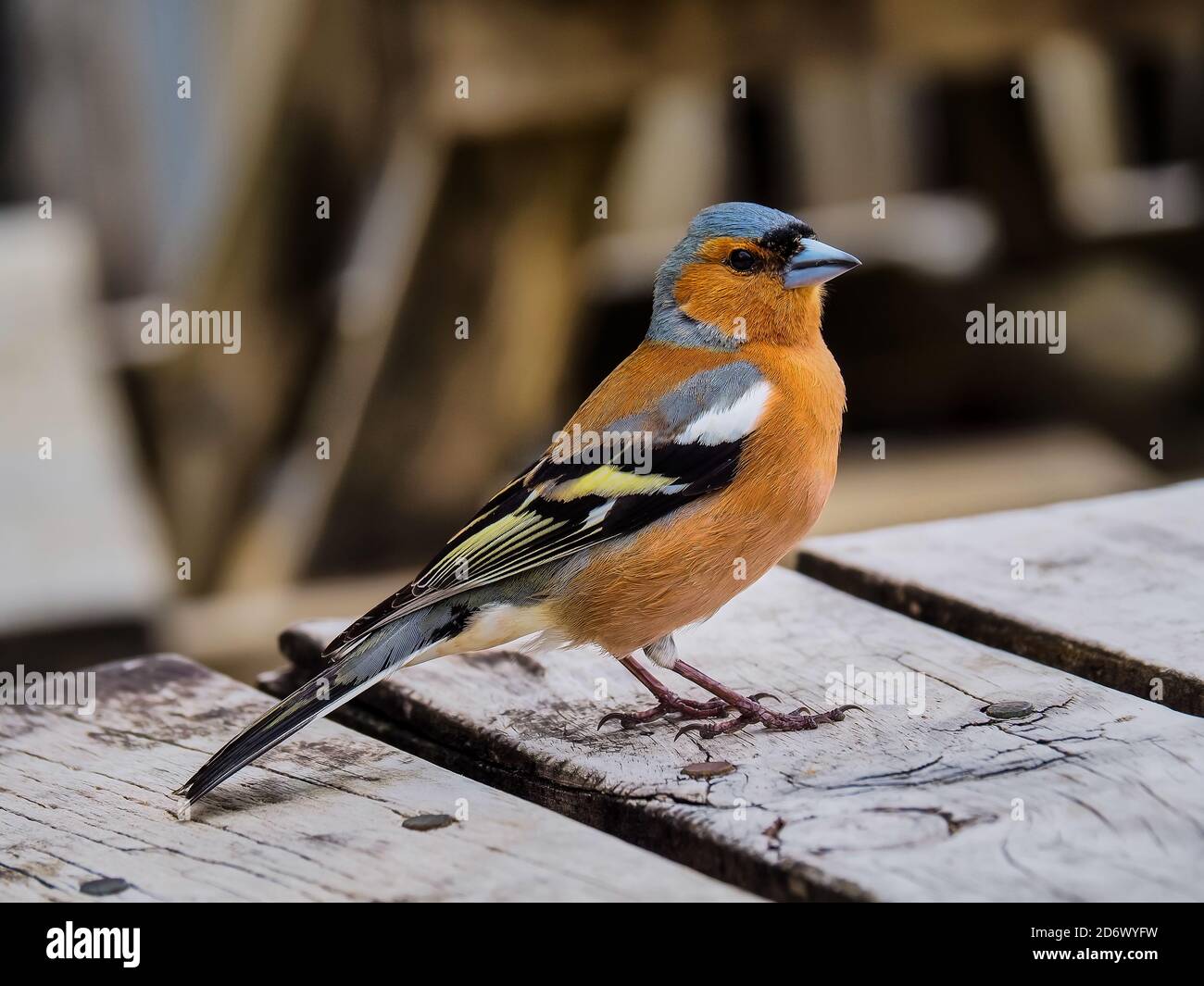 Colorful bird standing on the bench Stock Photo - Alamy